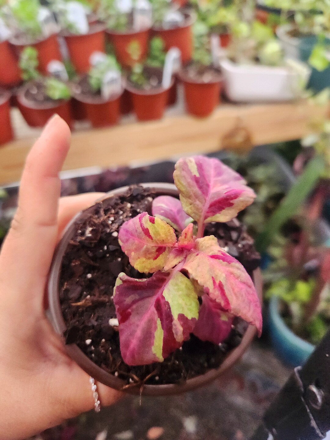 Premium Coleus Mighty Mosaic Rooted Plant - Etsy