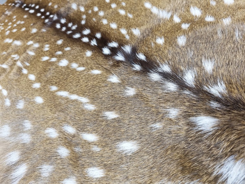 Premium Axis Deer Hide Axis Deer Rug Axis Deer Throw Axis Deer Pelt - Etsy