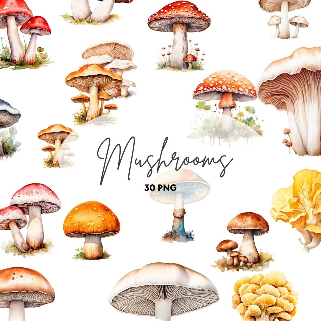 Mushrooms Watercolor Clipart - Different Species - Button, Shitake ...