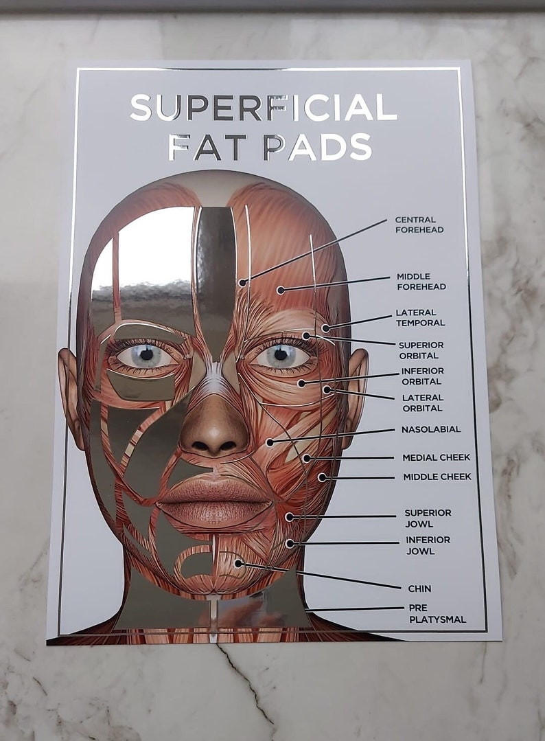 A3 Raised Foil Facial Anatomy A3 Poster FAT PADS - Etsy