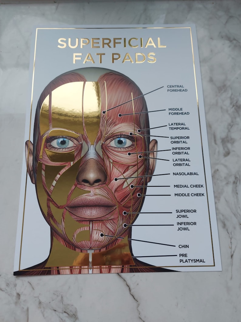 A3 Raised Foil Facial Anatomy A3 Poster FAT PADS - Etsy
