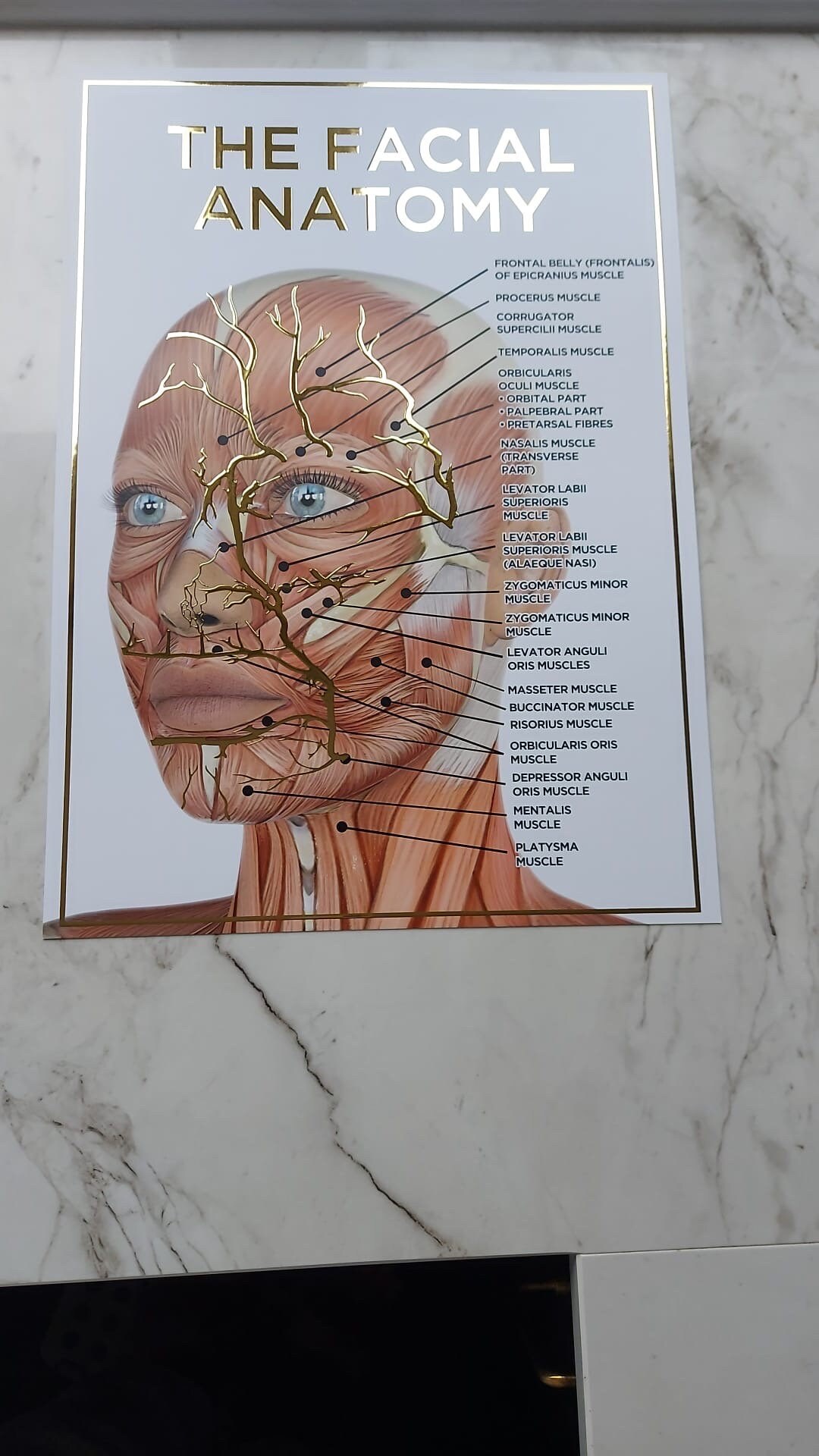 Poster Anatomie des muscles faciaux déjoués surélevés - Etsy France