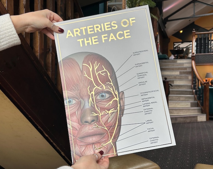 Blood Vessels the Face | Botox & Filler Injector | Facial Arteries ...