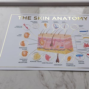 A3 Raised Foiled Skin Anatomy Poster - Etsy