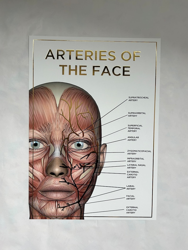 A3 Raised Foiled Facial Artery Poster - Etsy