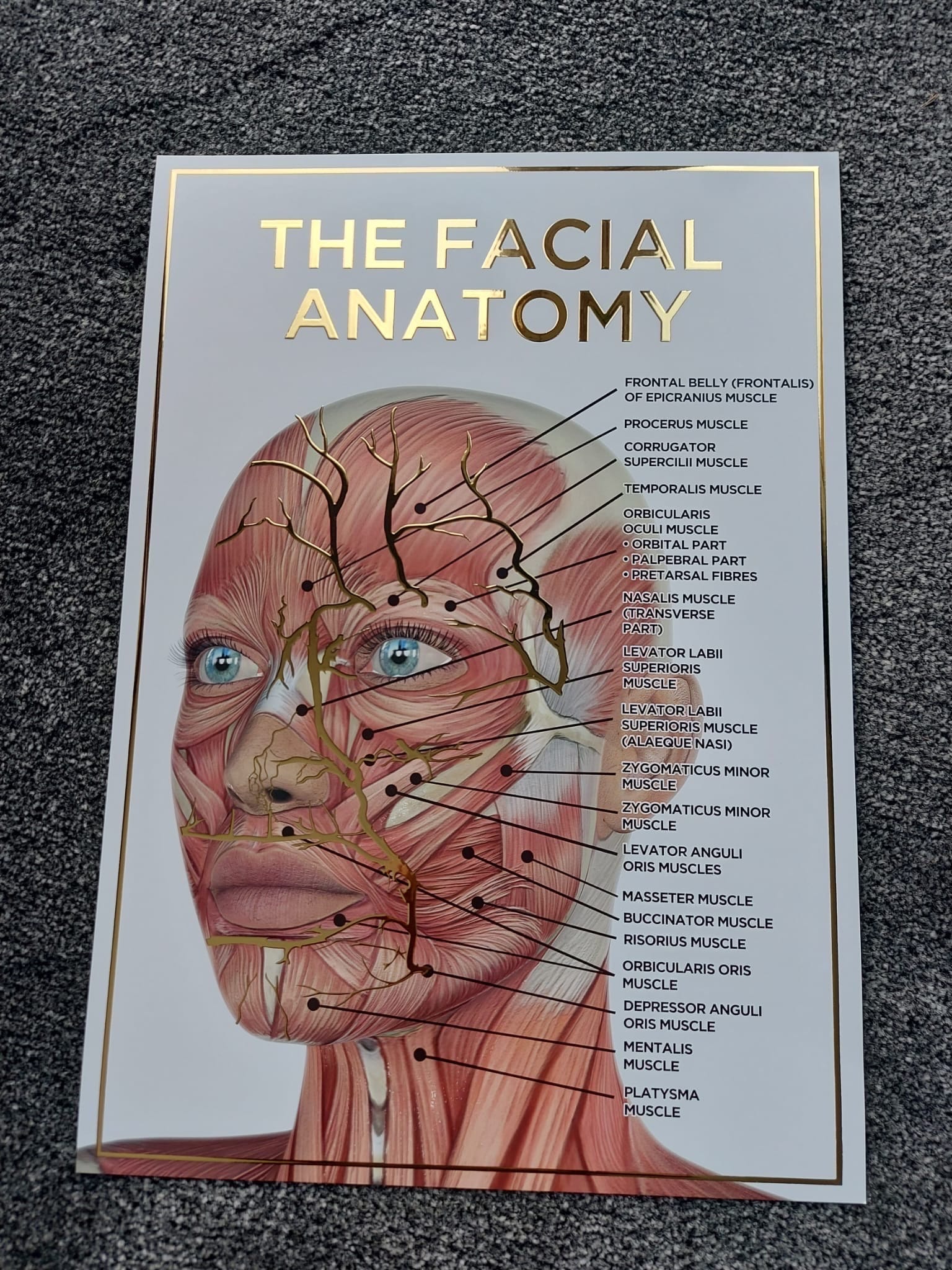 A3 Raised Foiled Facial Muscle Anatomy Poster - Etsy
