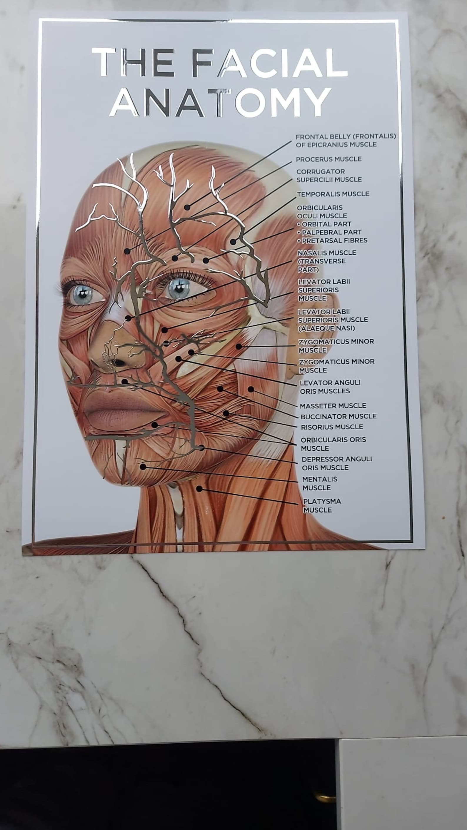 A3 Raised Foiled Facial Muscle Anatomy Poster - Etsy