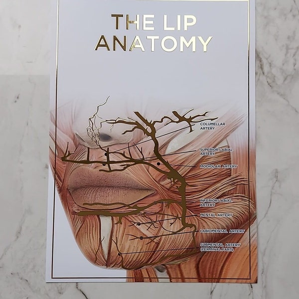 Lip Anatomy Poster - Etsy