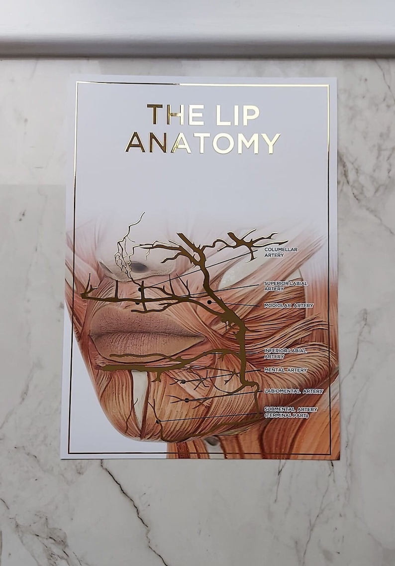 Raised Foiled Lip Anatomy Poster - Etsy