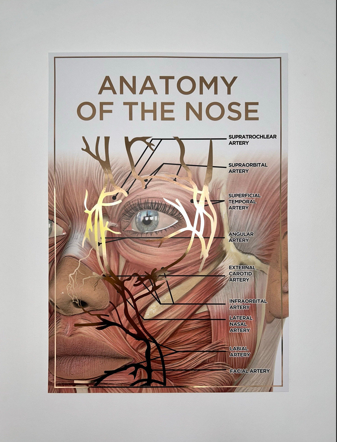 Flat Foiled Nose Anatomy Poster - Etsy
