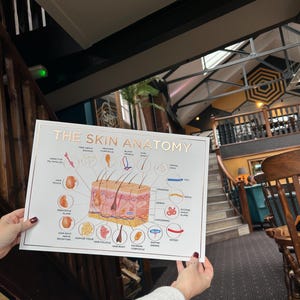 A3 Raised Foiled Skin Anatomy Poster - Etsy