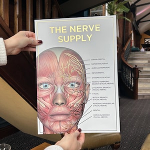 A3 Raised Foiled Facial Anatomy Poster NERVE SUPPLY - Etsy