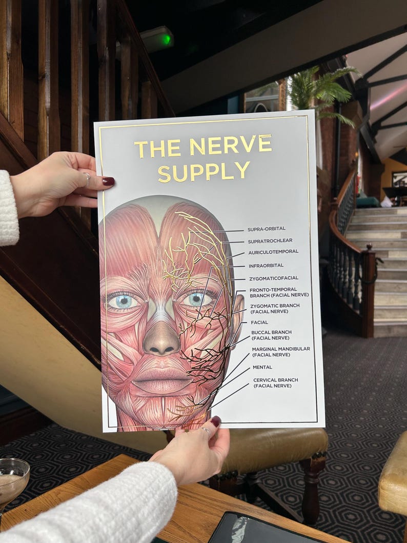 A3 Raised Foiled Facial Anatomy Poster NERVE SUPPLY - Etsy
