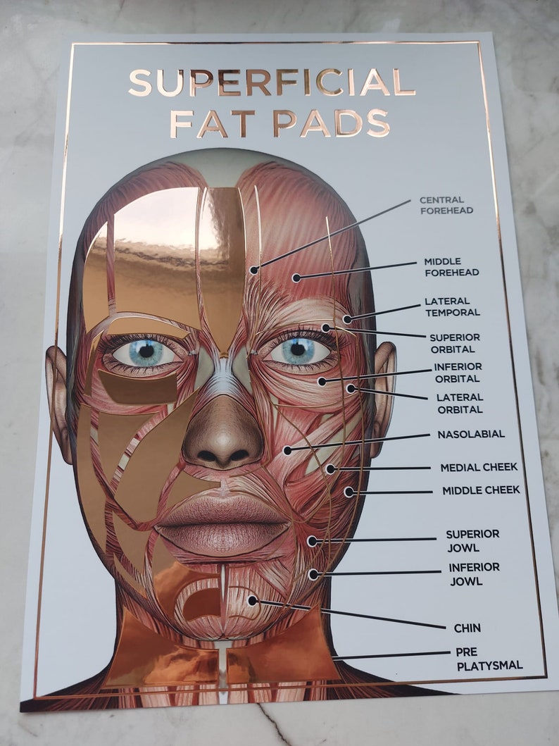 A3 Raised Foil Facial Anatomy A3 Poster FAT PADS - Etsy