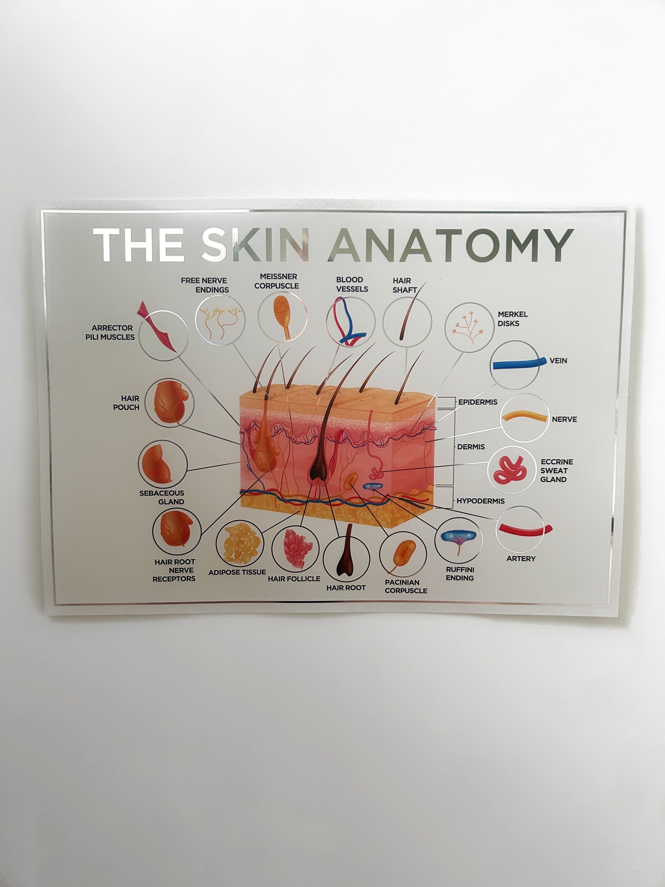Skin Anatomy Poster - Etsy New Zealand