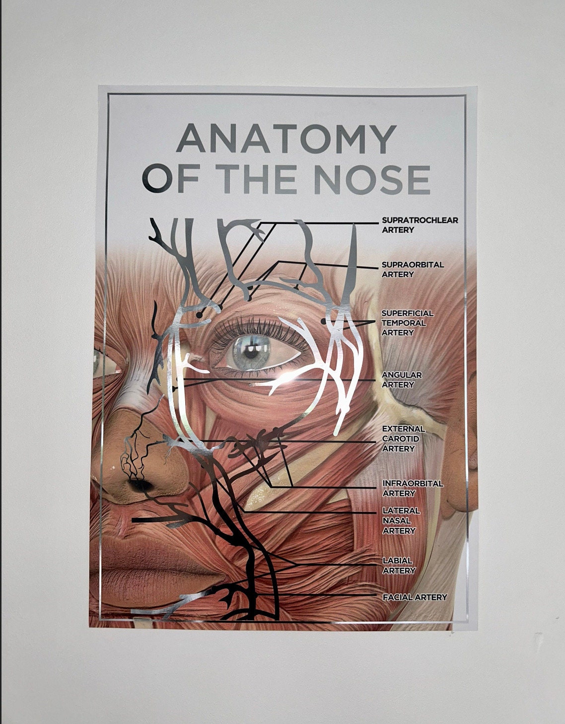 Flat Foiled Nose Anatomy Poster - Etsy