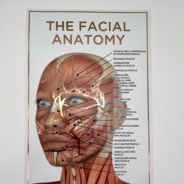 Facial Anatomy Poster - Etsy Australia