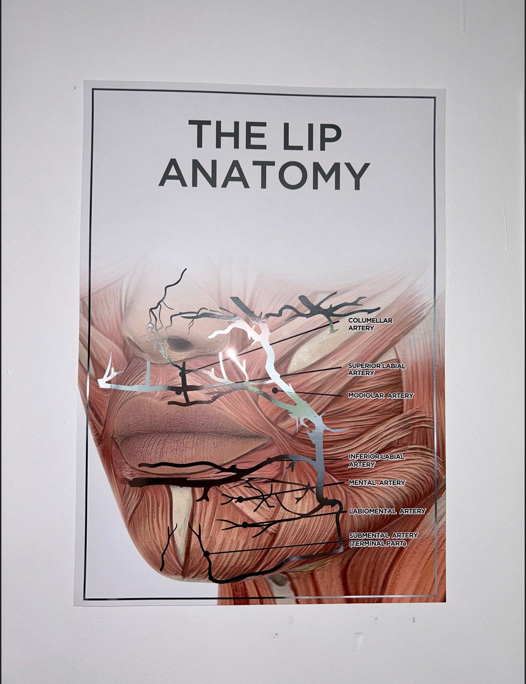 Flat Foiled Lip Anatomy Poster Etsy Uk