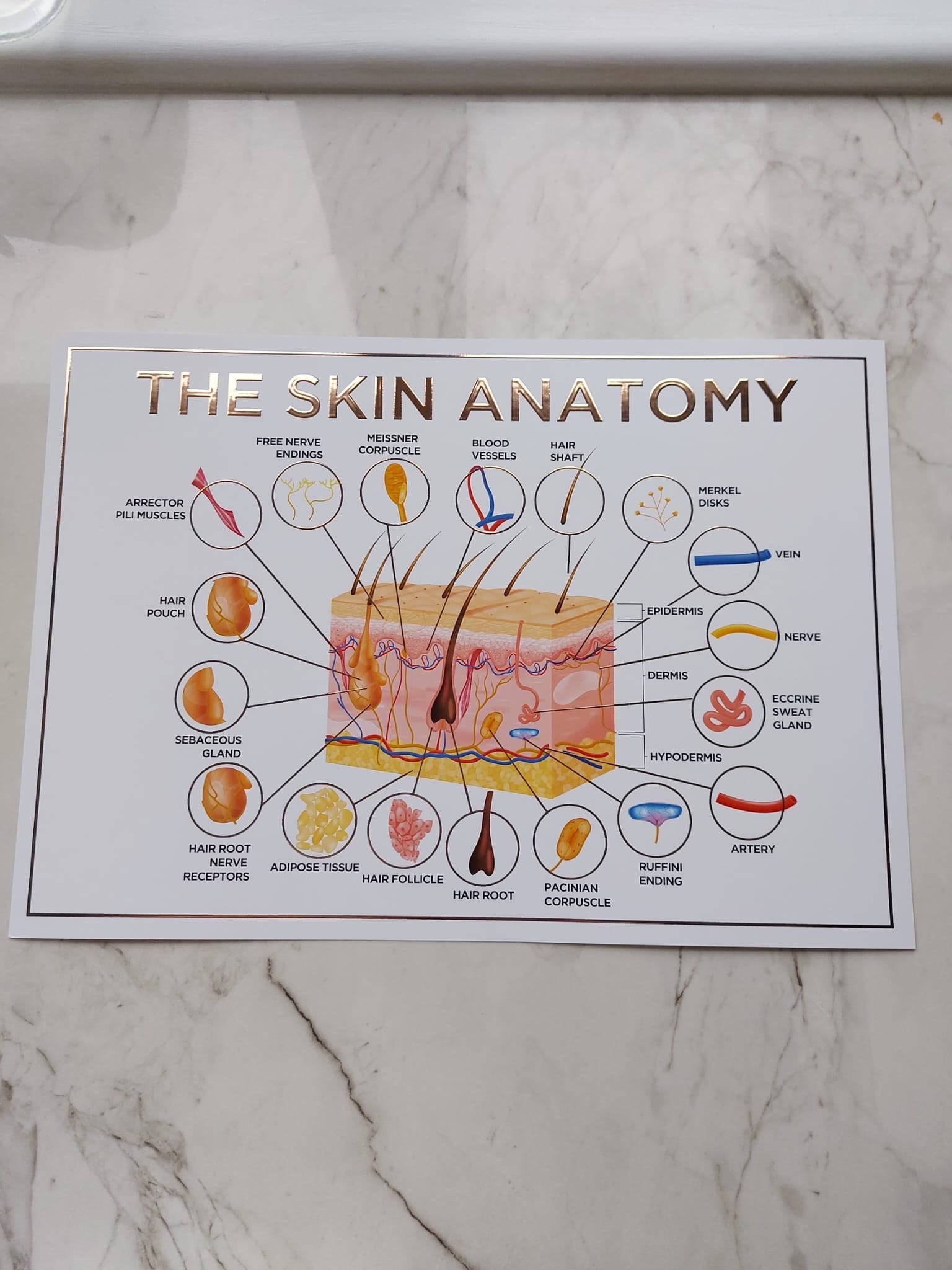 Raised Foiled Skin Anatomy Poster - Etsy UK