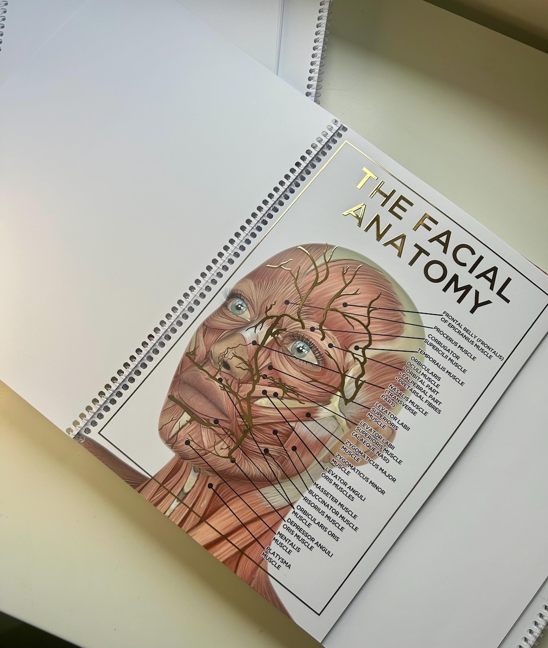 A4 Raised Foil Facial Anatomy Booklets (includes 11 Posters) - Etsy