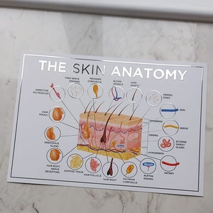 A3 Raised Foiled Skin Anatomy Poster - Etsy Australia