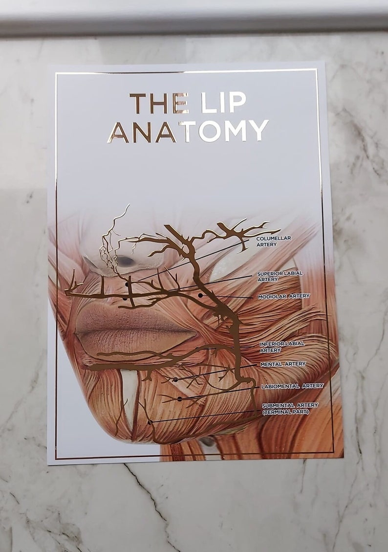 Raised Foiled Lip Anatomy Poster - Etsy