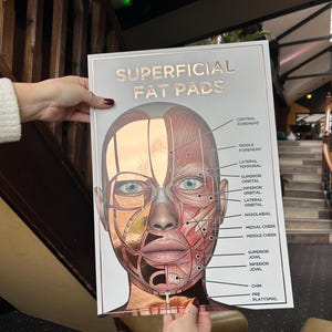 A3 Raised Foil Facial Anatomy A3 Poster FAT PADS - Etsy