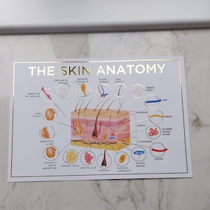 A3 Raised Foiled Skin Anatomy Poster - Etsy