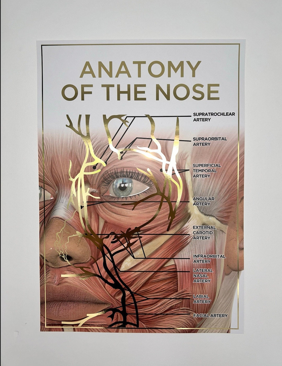 Flat Foiled Nose Anatomy Poster - Etsy