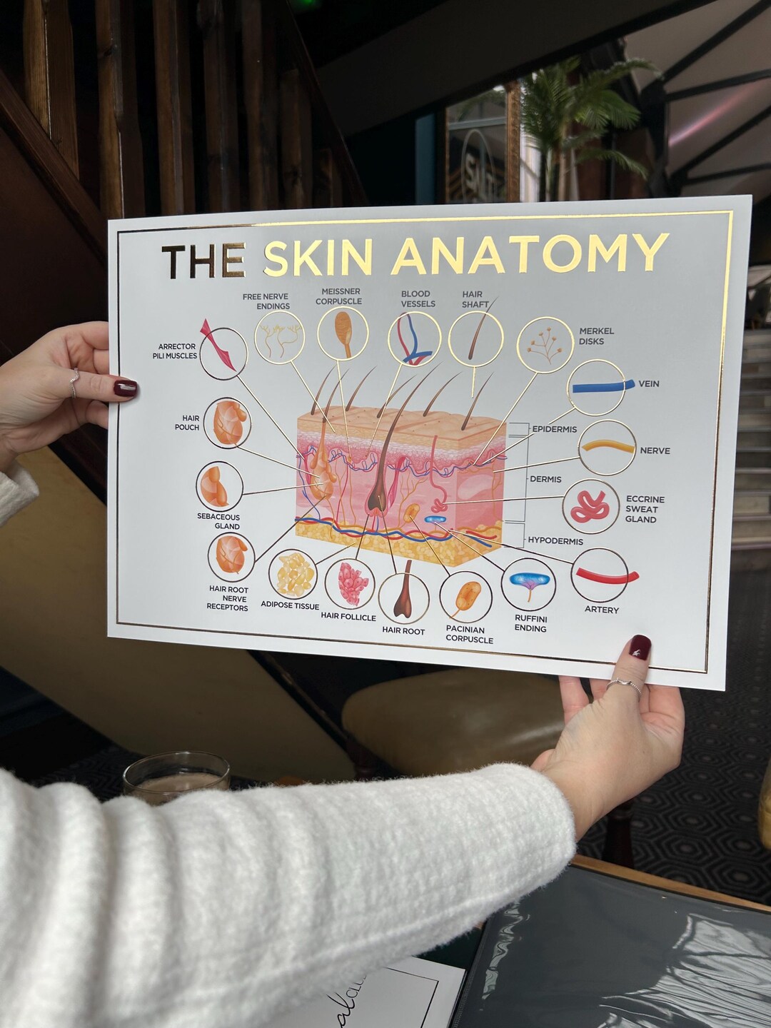 A3 Raised Foiled Skin Anatomy Poster - Etsy