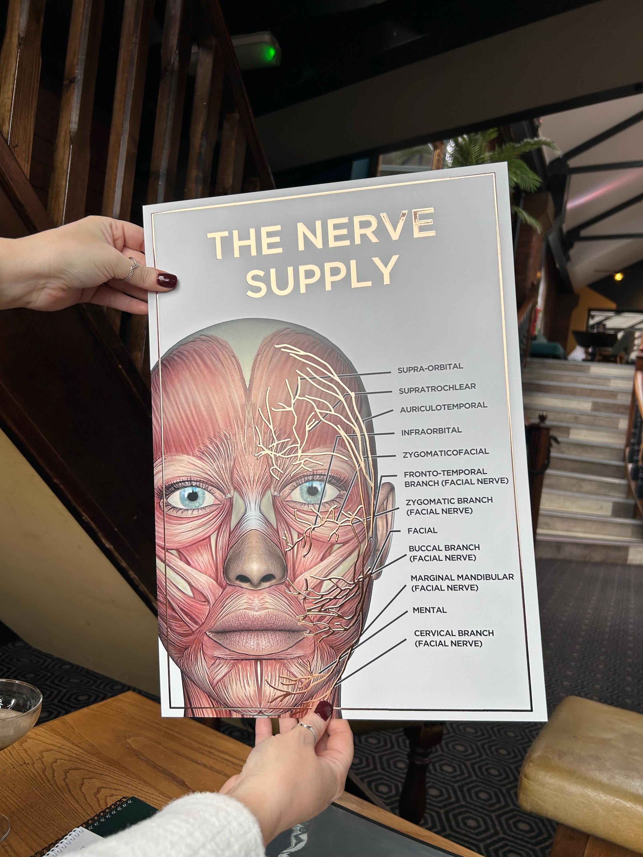 A3 Raised Foiled Facial Anatomy Poster NERVE SUPPLY - Etsy