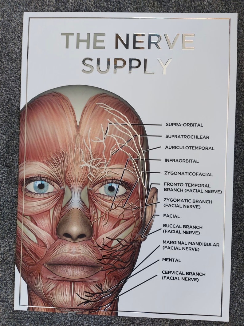 A3 Raised Foiled Facial Anatomy Poster NERVE SUPPLY - Etsy