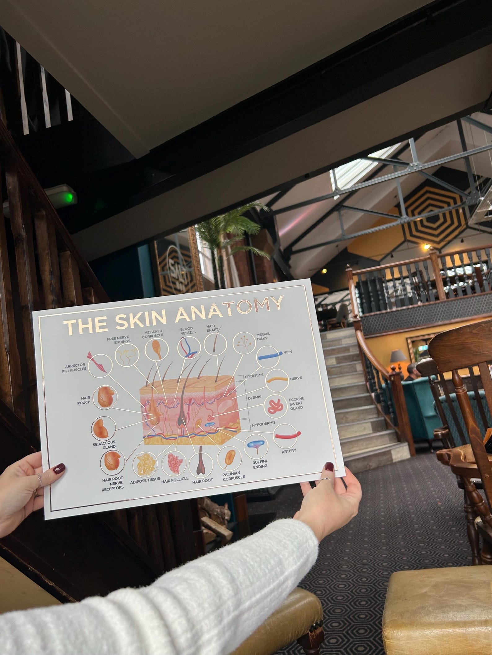 A3 Raised Foiled Skin Anatomy Poster - Etsy