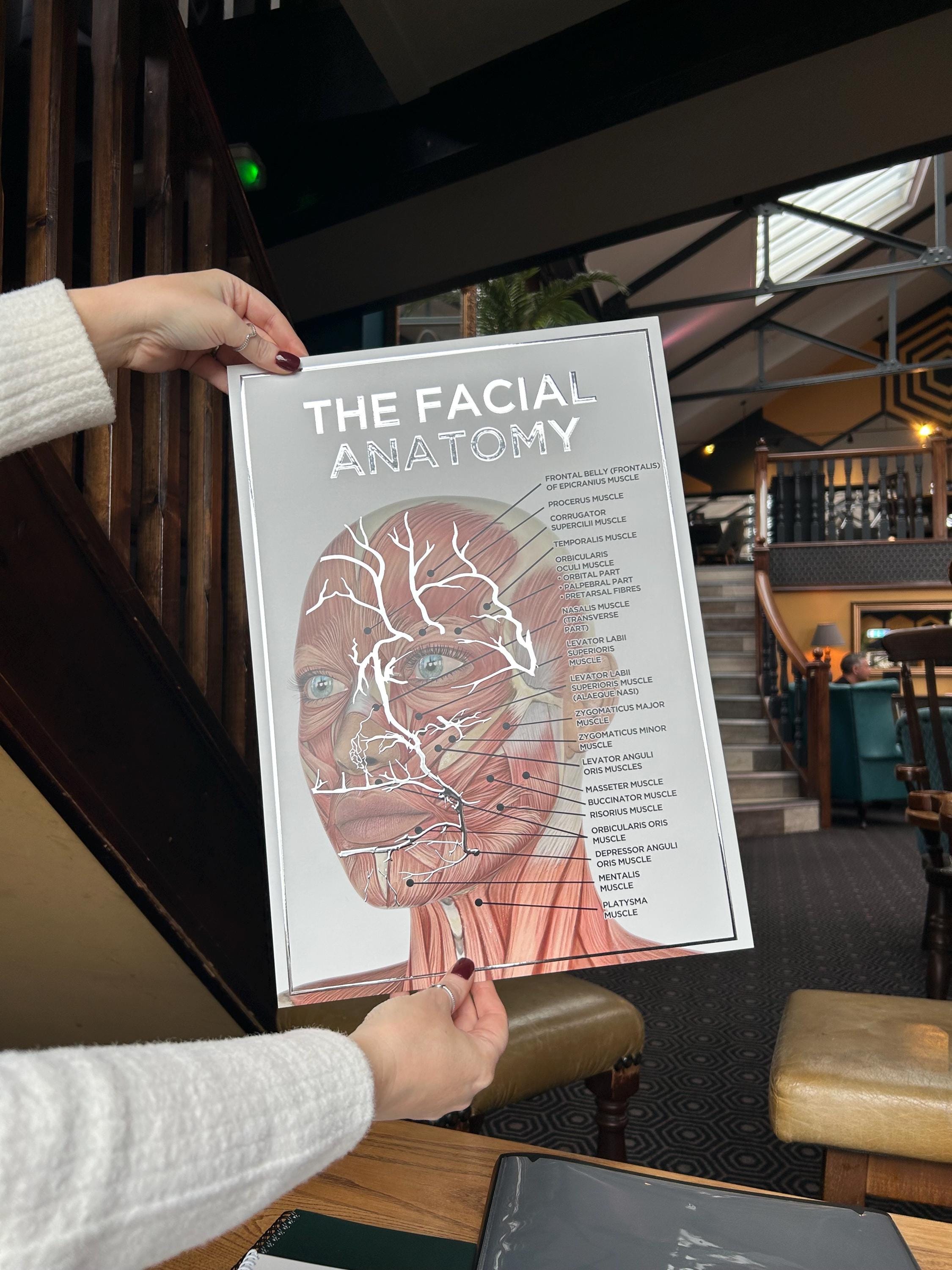 A3 Raised Foiled Facial Muscle Anatomy Poster - Etsy