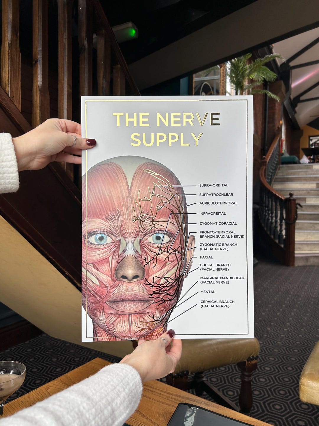 A3 Raised Foiled Facial Anatomy Poster NERVE SUPPLY - Etsy