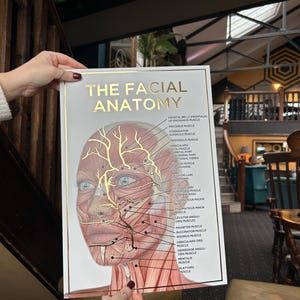 A3 Raised Foiled Facial Muscle Anatomy Poster - Etsy