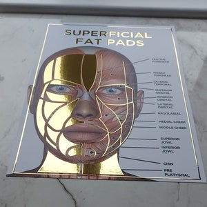 A3 Raised Foil Facial Anatomy A3 Poster FAT PADS - Etsy
