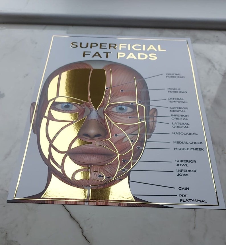 A3 Raised Foil Facial Anatomy A3 Poster FAT PADS - Etsy