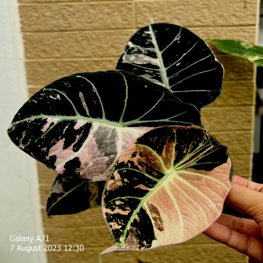 Alocasia Black Velvet Variegated Bulbs - Etsy