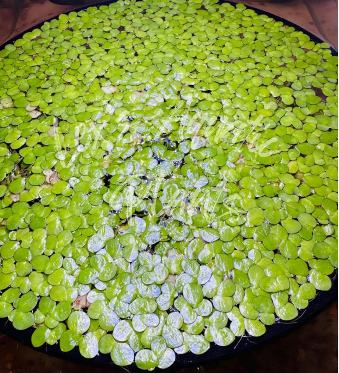 Giant Duckweed Live, Aquatic Floating Plant for Aquariums, Ponds, and ...