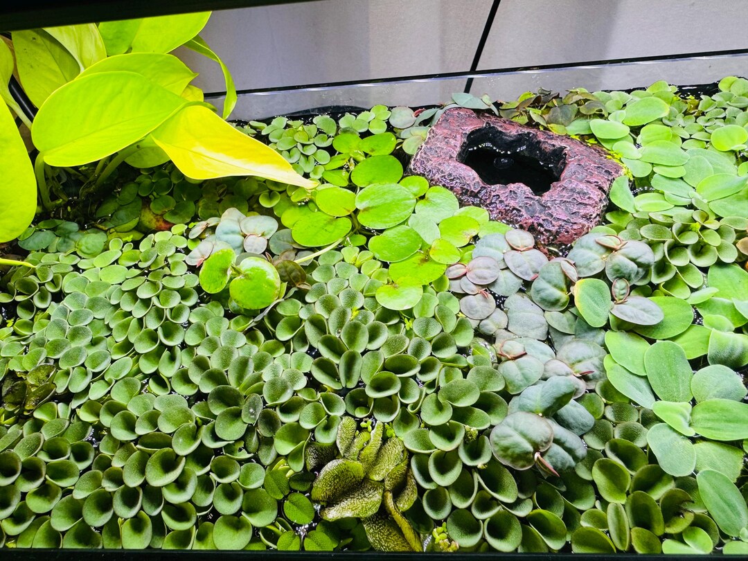 Floating Plant Pack Contains 3 or More Live Aquatic Floating Plants ...