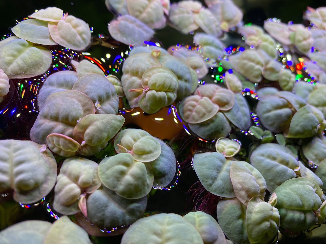Red Root Floaters Live Aquatic Floating Plant for Aquariums - Etsy