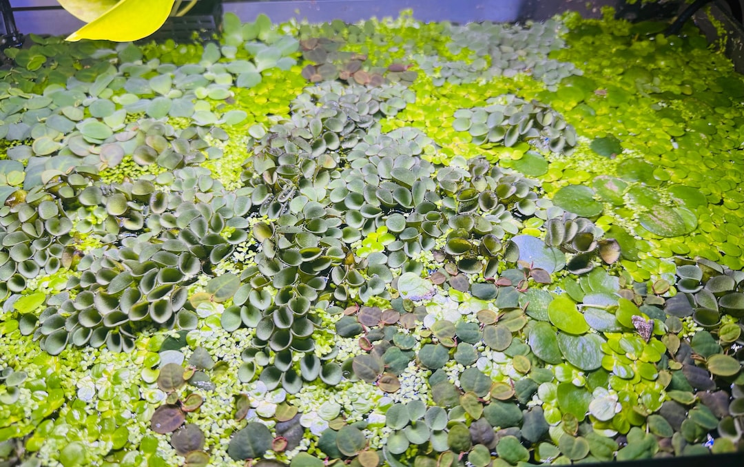 Giant Duckweed, Salvinia Cucullata, Red Root Floaters, Common Duckweed ...