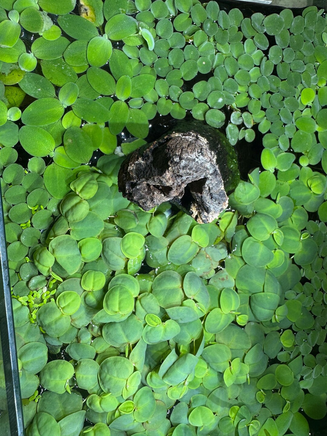 Floating Plant Mixture Red Root Floaters, Salvinia Cucullata, Dwarf ...