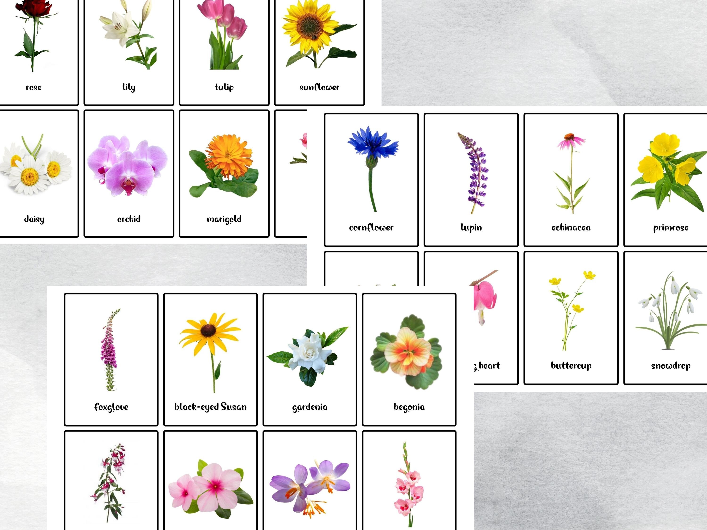 40 Real Flower Flash Cards Printable Botany Montessori Flora - Etsy
