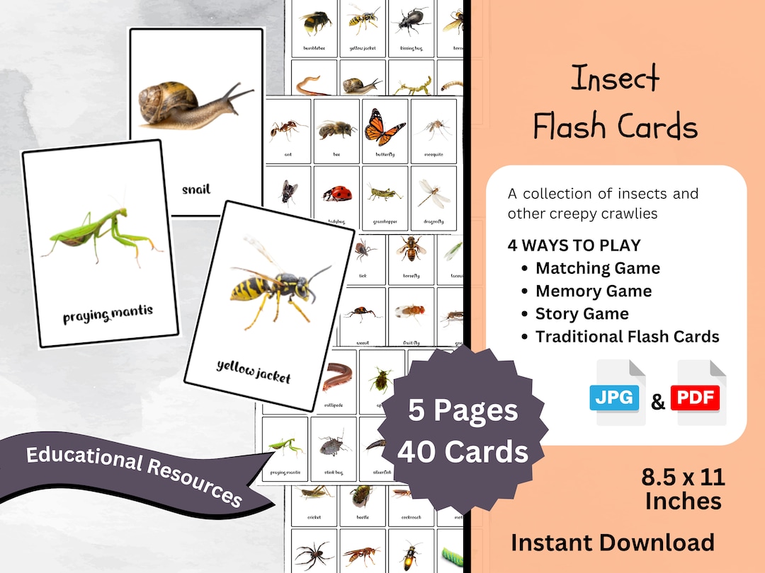 40 Insect Printable Flash Cards Home School & Classroom - Etsy