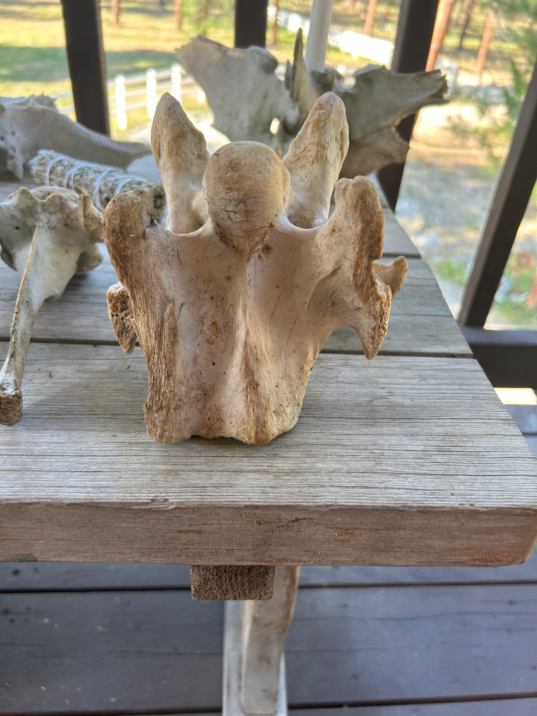 Bones Witchcraft Taxidermy Gothic Airplant Decor Curio Oddity - Etsy