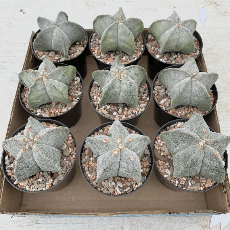 Astrophytum Seeds - Etsy