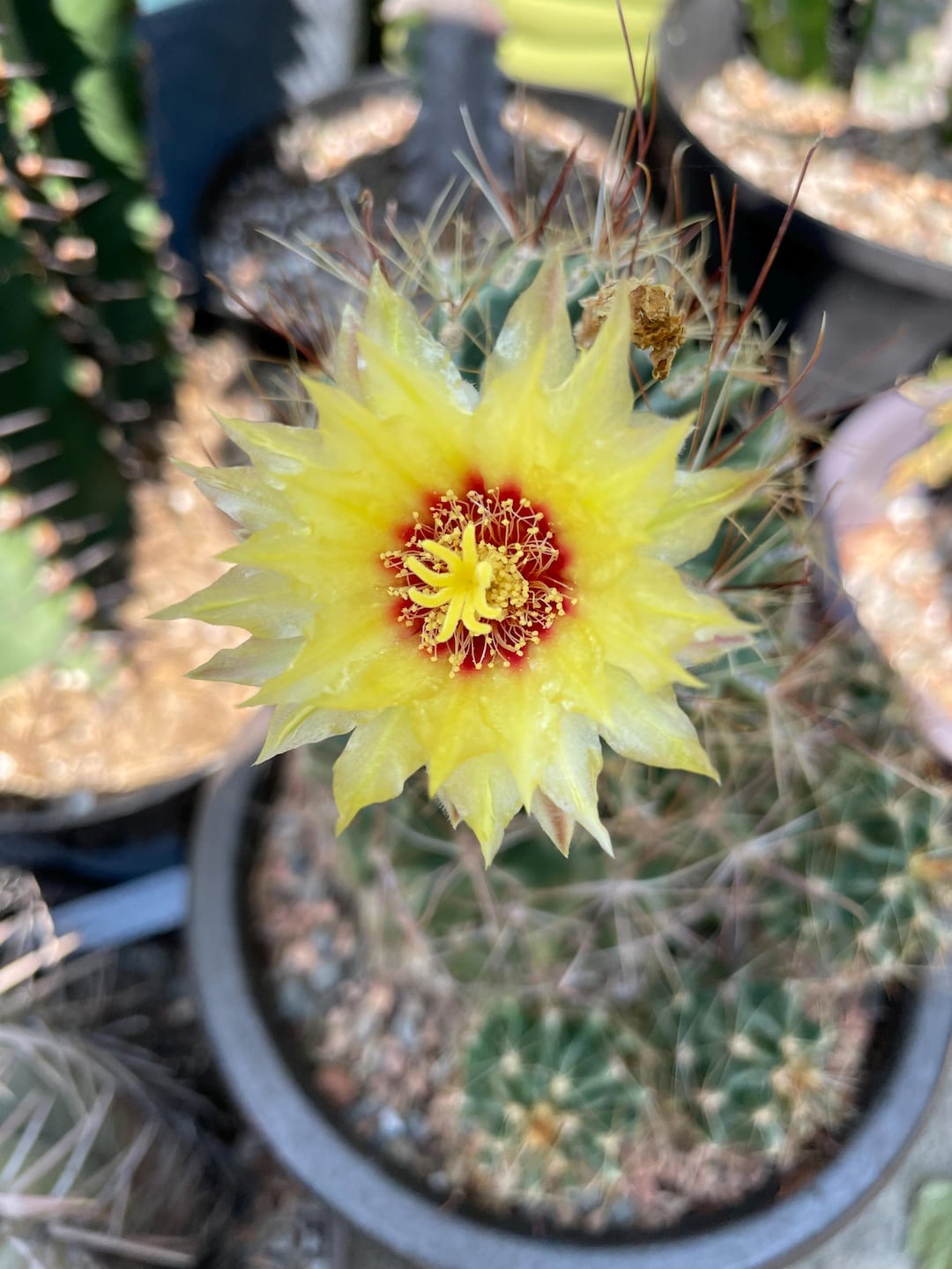 Cactus Seeds - Thelocactus Setispinus - 30 Seeds - Etsy