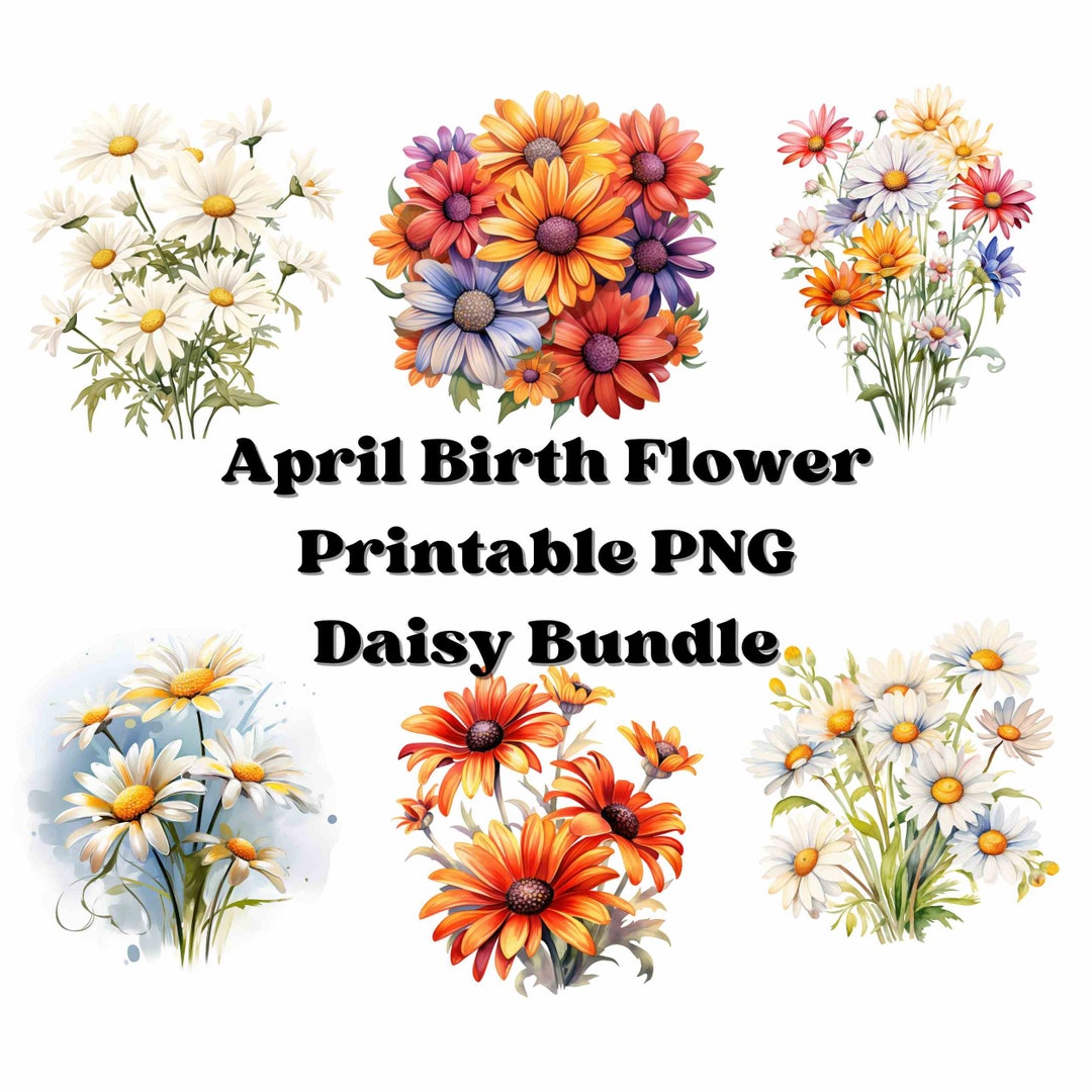 Daisy PNG Bundle - April Birth Month Flower Clipart - Watercolor Daisy ...